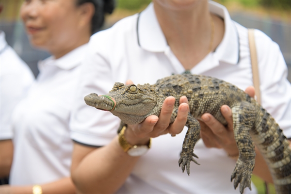 Government stakeholders and the Wildlife Conservation Society released Siamese Crocodiles back ...